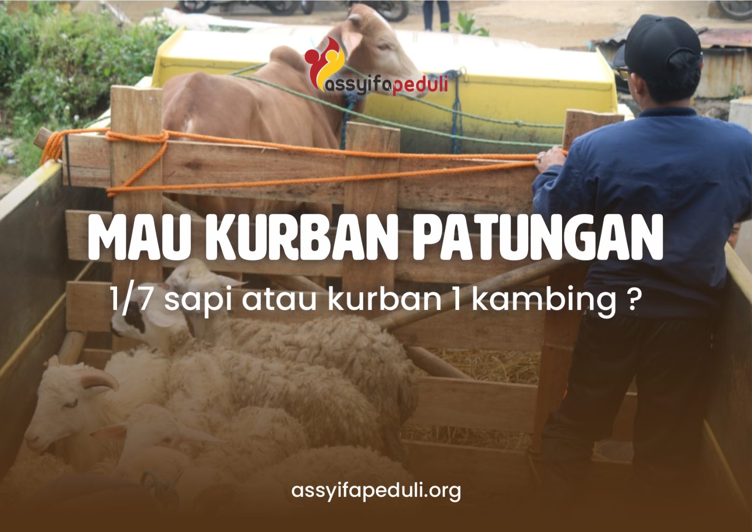 Mau Qurban Patungan 1/7 Sapi atau Qurban 1 Kambing? | Assyifa Peduli